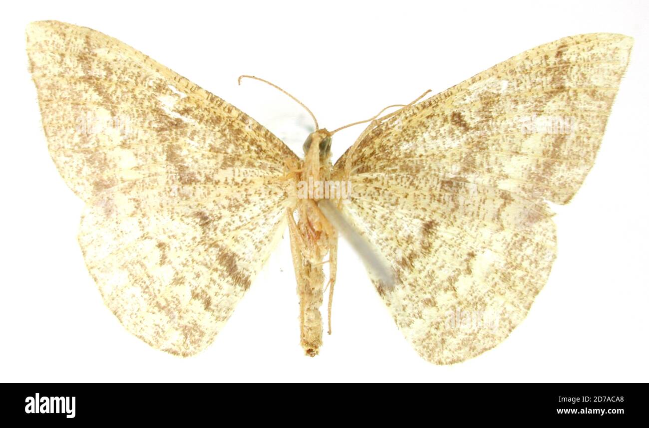 Tephrina albisecta warren hi-res stock photography and images - Alamy