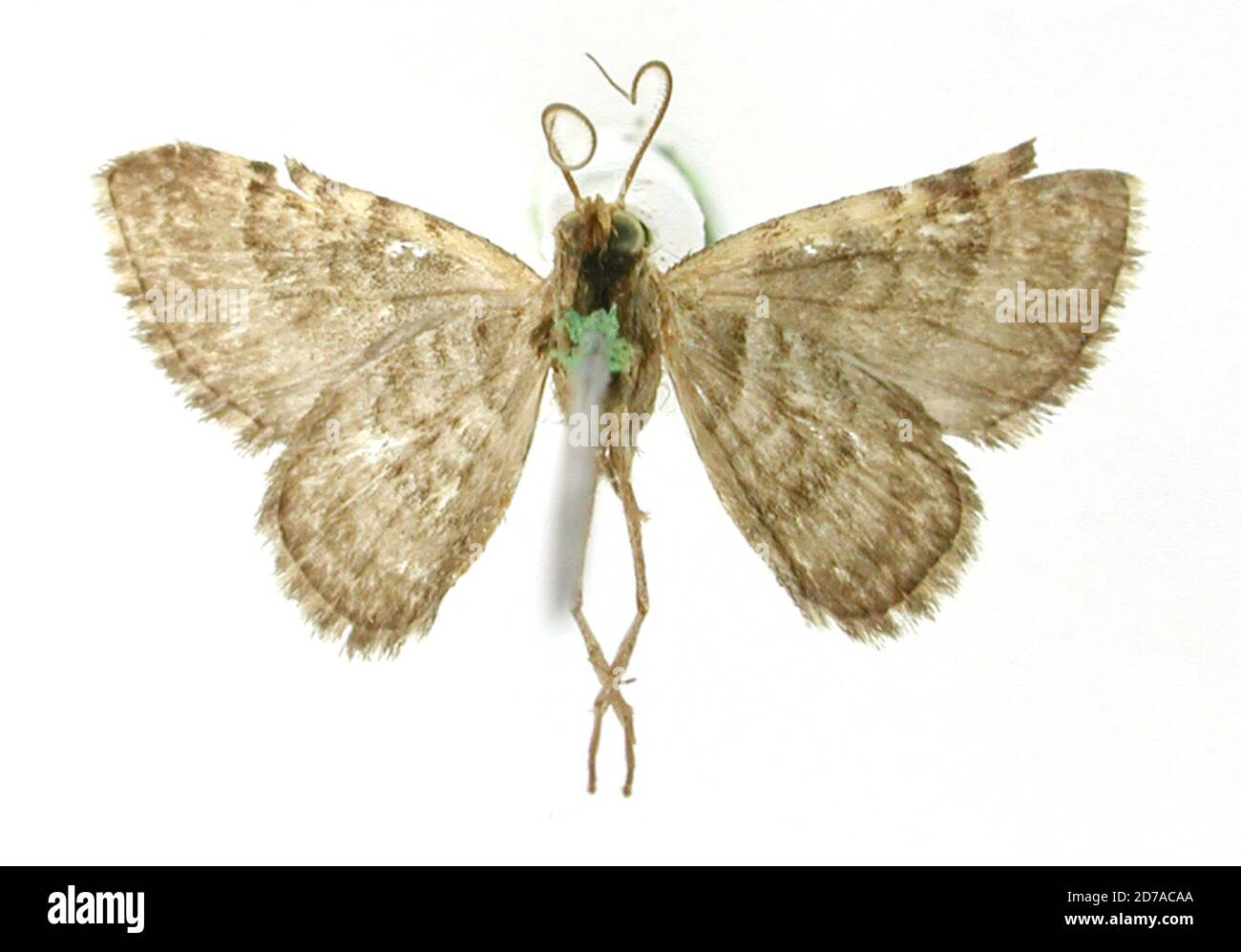 Pinned, Juan Vinas, Costa Rica, Eupithecia albibasalis Schaus, 1913 ...