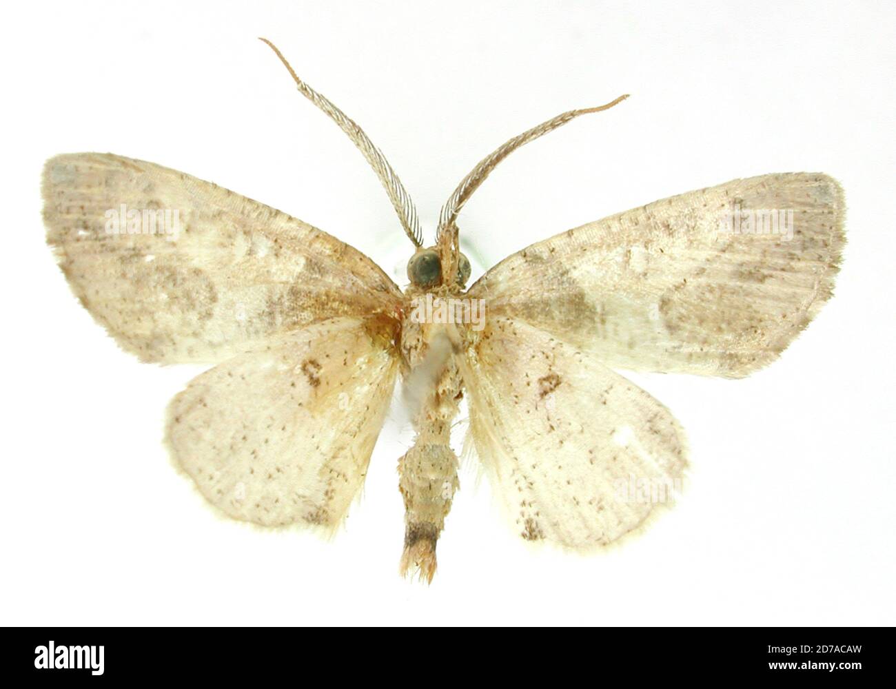 Numia albisecta warren hi-res stock photography and images - Alamy