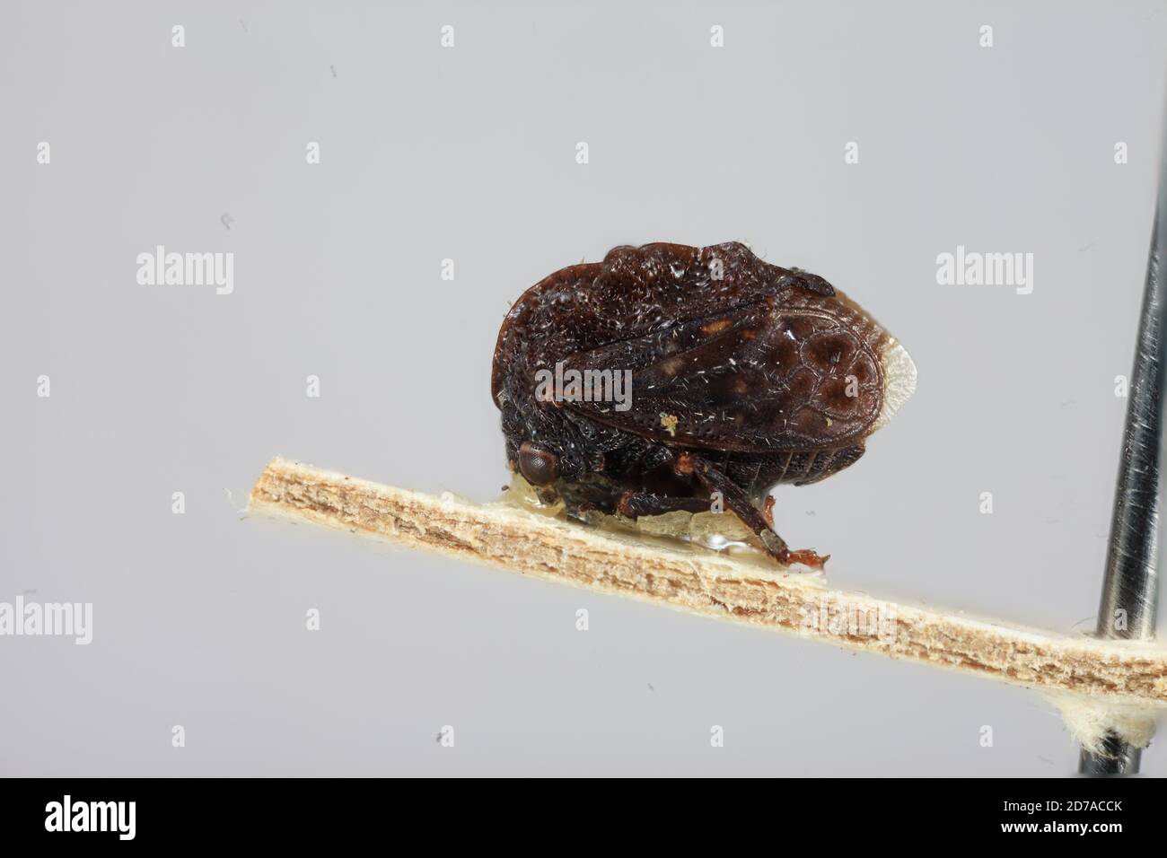 Bolivia, Bolbonota nigrata Funkhouser, 1914, Animalia, Arthropoda ...