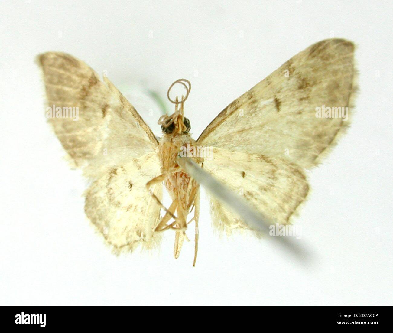 Eupithecia batida dognin hi-res stock photography and images - Alamy