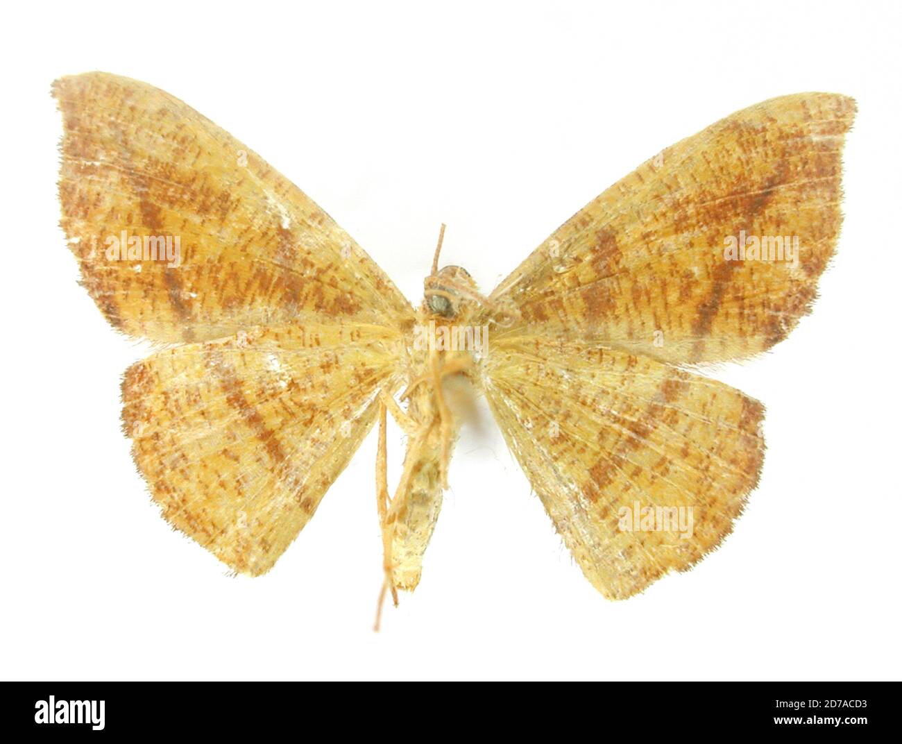 Pinned, Aroa, Venezuela, Venezuela, Pyrinia aroaria Schaus, 1901 ...