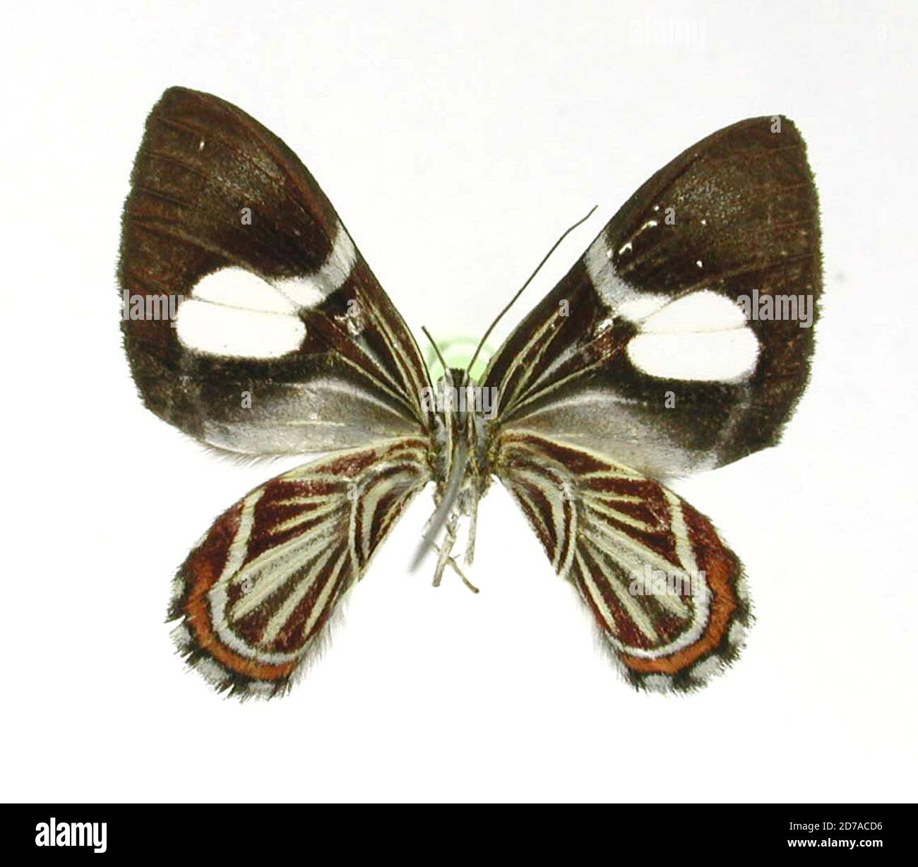 Pinned, Cajon, Peru, Peru, Erateina appendiculata Dognin, 1908 ...
