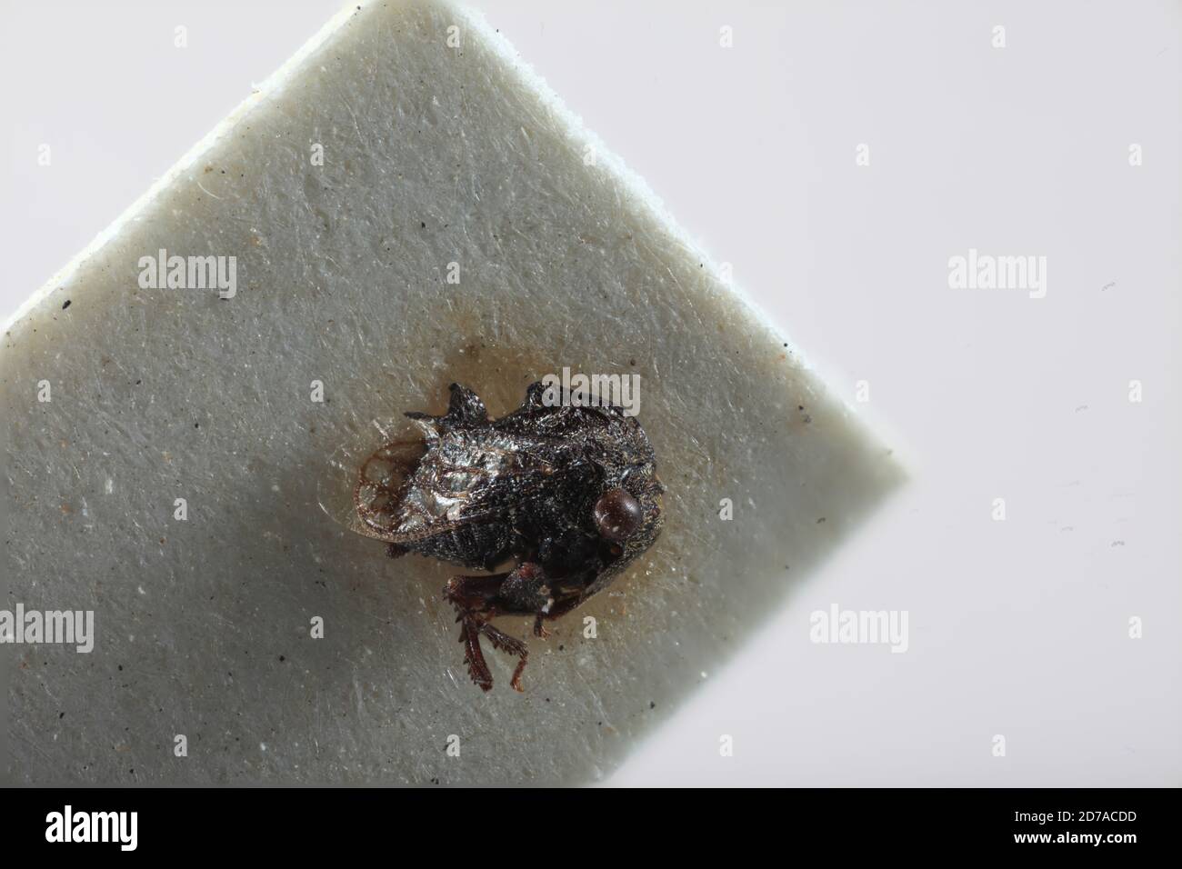 South End, Saint Vincent and the Grenadines, Bolbonota bispinifera ...