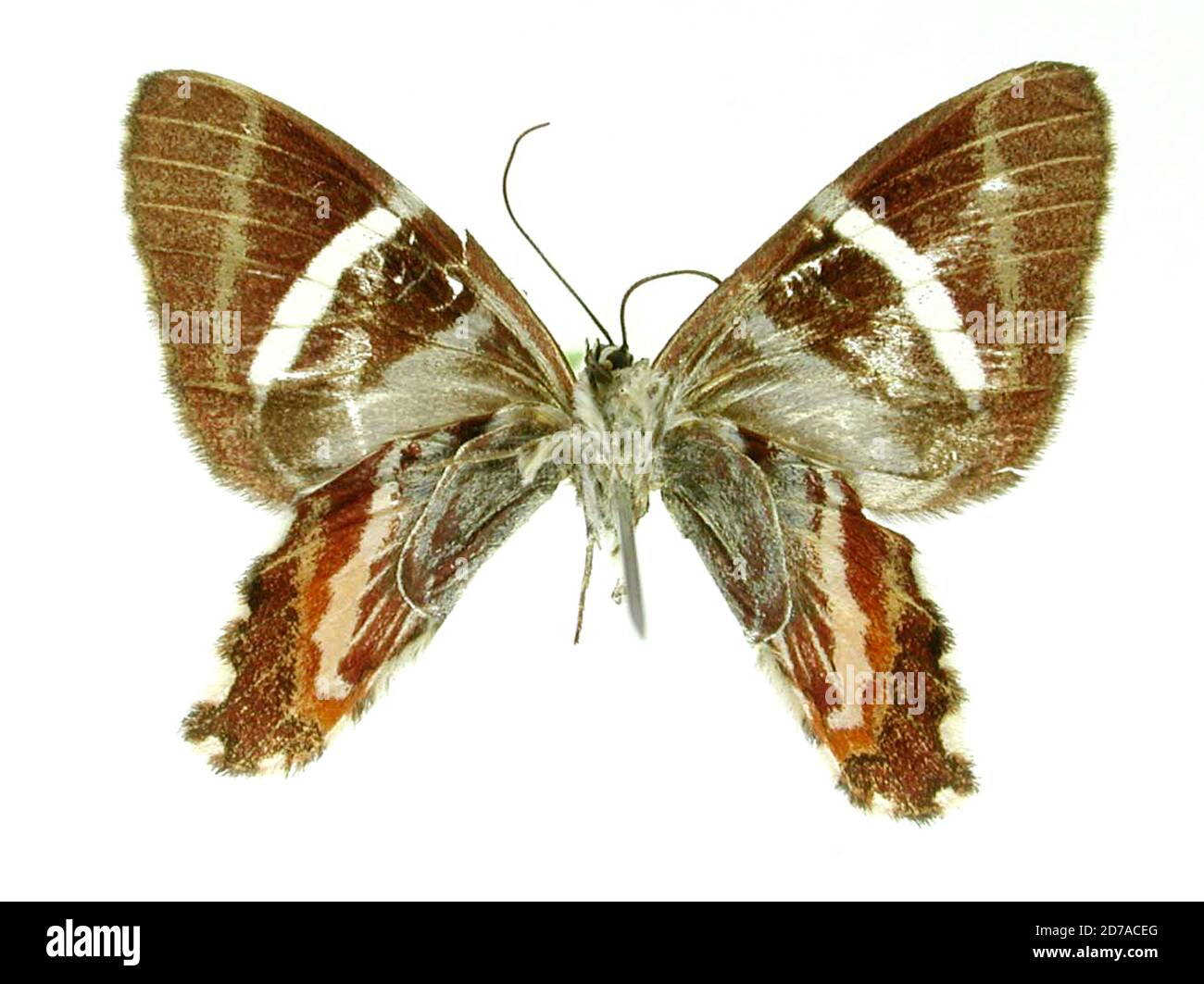 Pinned, Bolivia, Erateina brunnea Warren, 1906, Animalia, Arthropoda ...