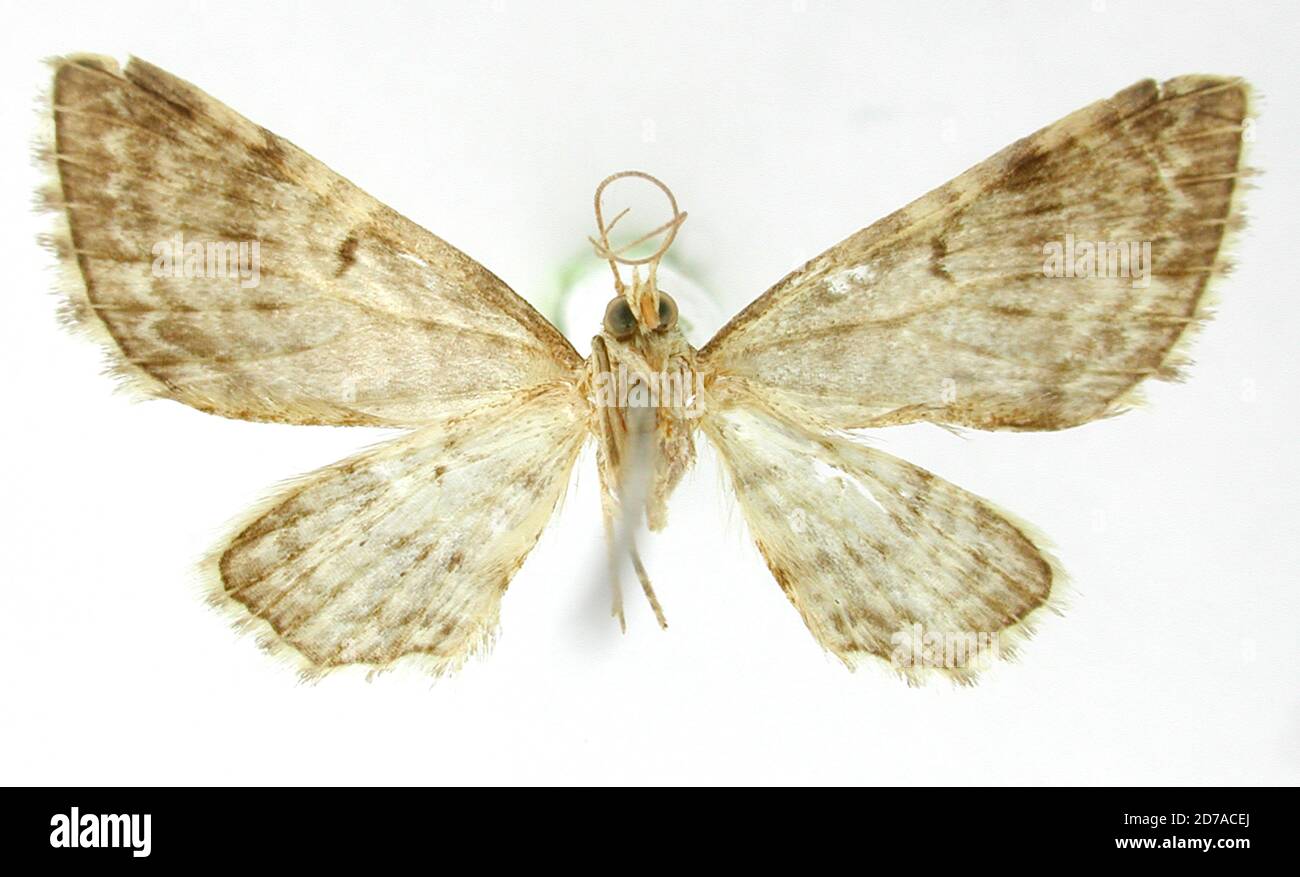Pinned, Juan Vinas, Costa Rica, Eupithecia broteas Schaus, 1913 ...