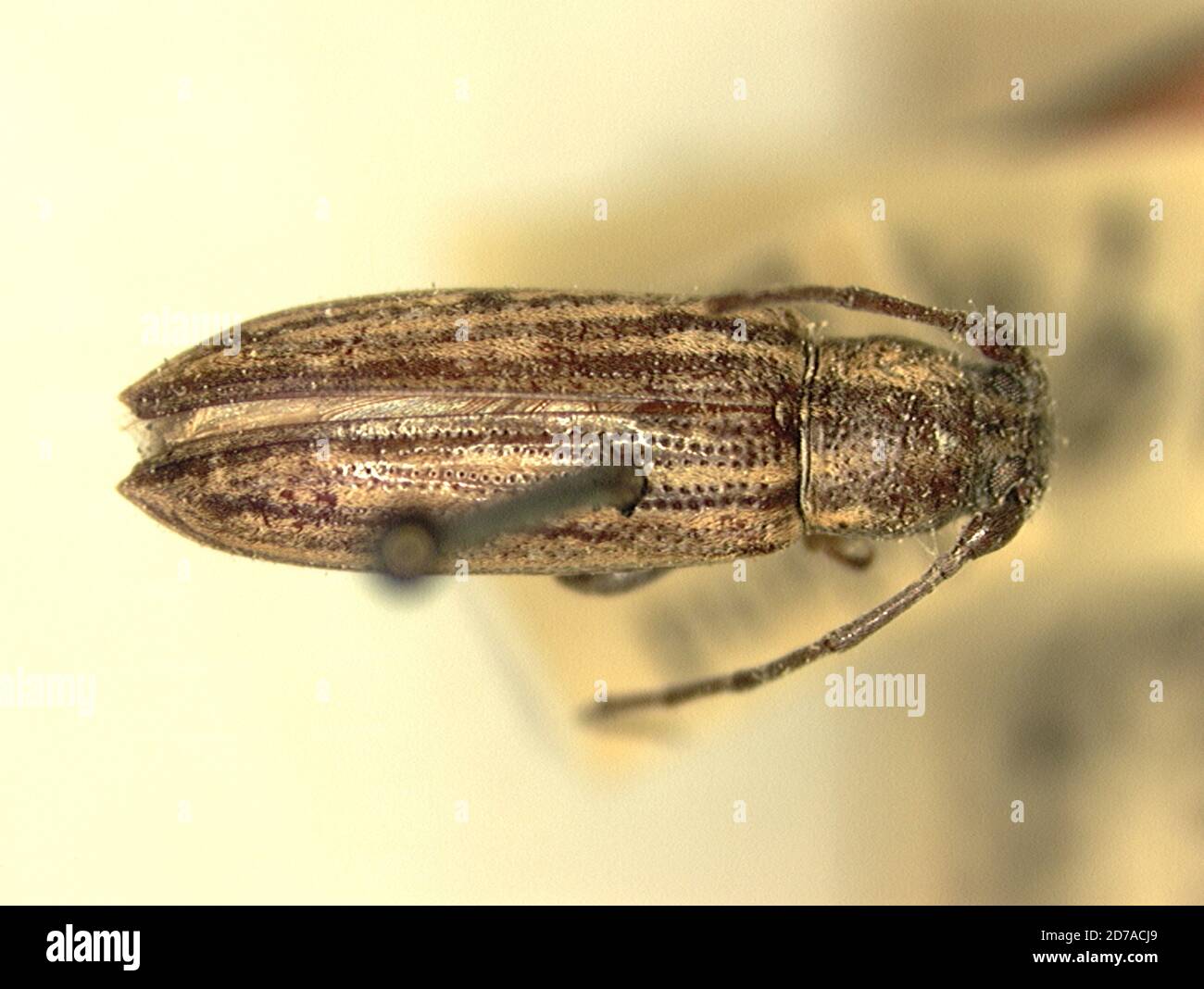 Sybra fuscovittata aurivillius hi-res stock photography and images - Alamy