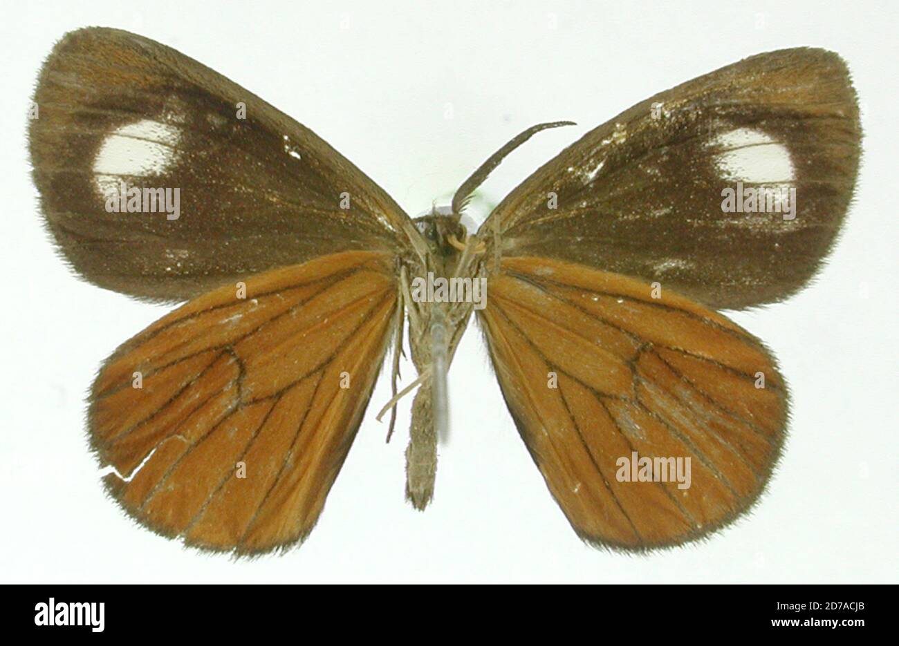 Pinned, Peru, Nelo subcuprea Dognin, 1903, Animalia, Arthropoda ...