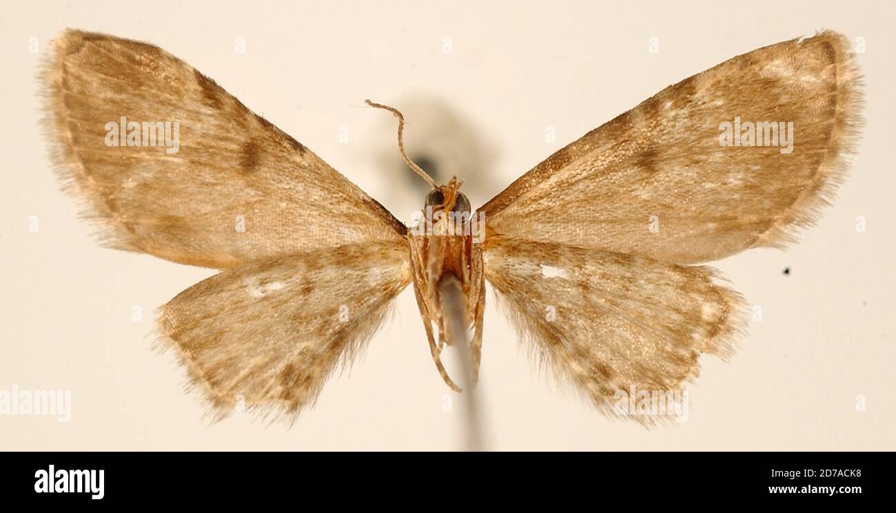 Eupithecia subtilis schaus hi-res stock photography and images - Alamy