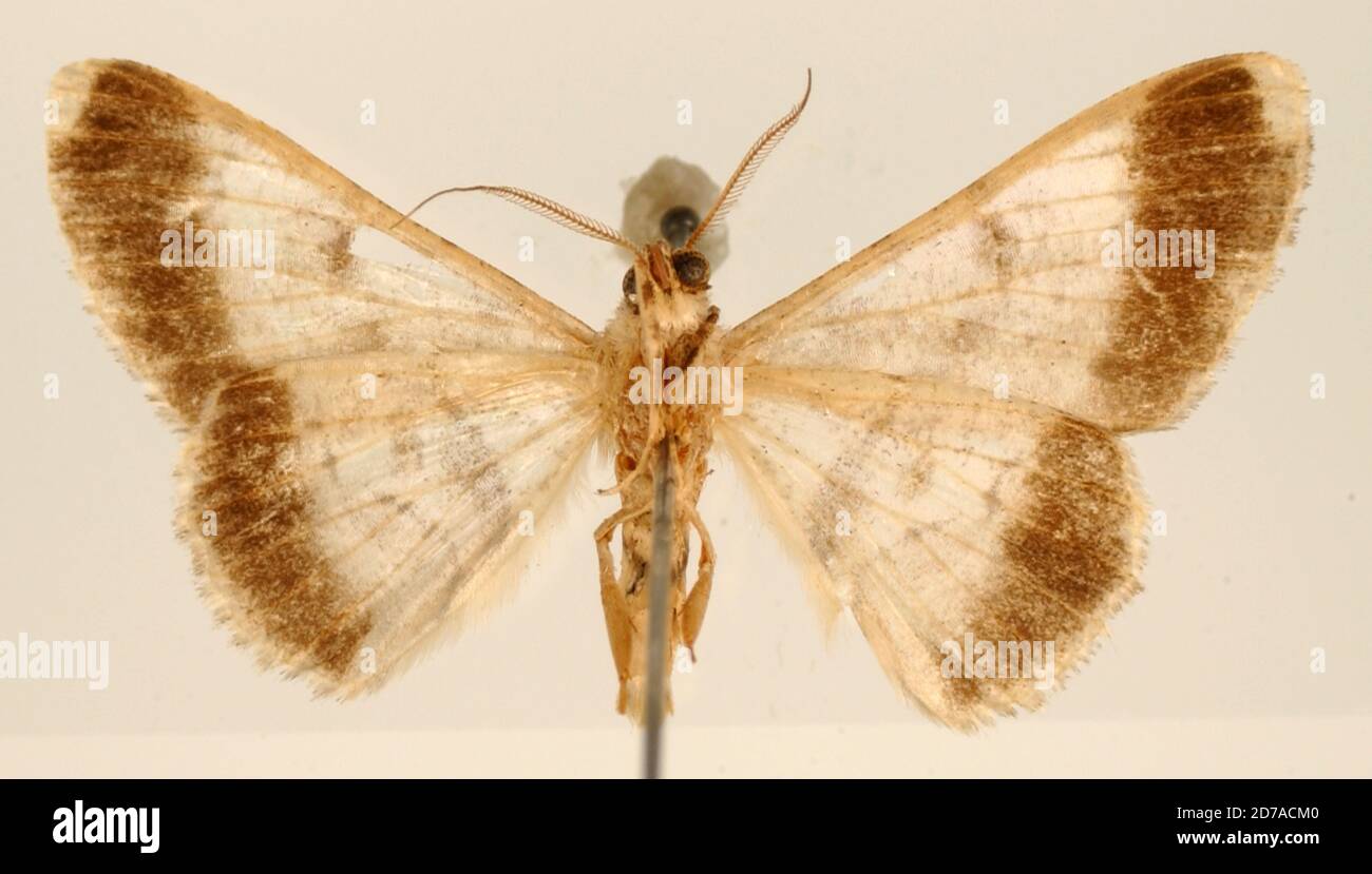 Pinned, Omai, Guyana, Iridopsis transvisata Warren, 1906, Animalia ...