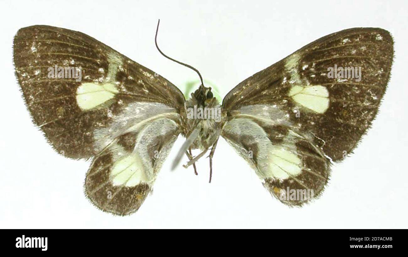 1892 animalia hi-res stock photography and images - Alamy