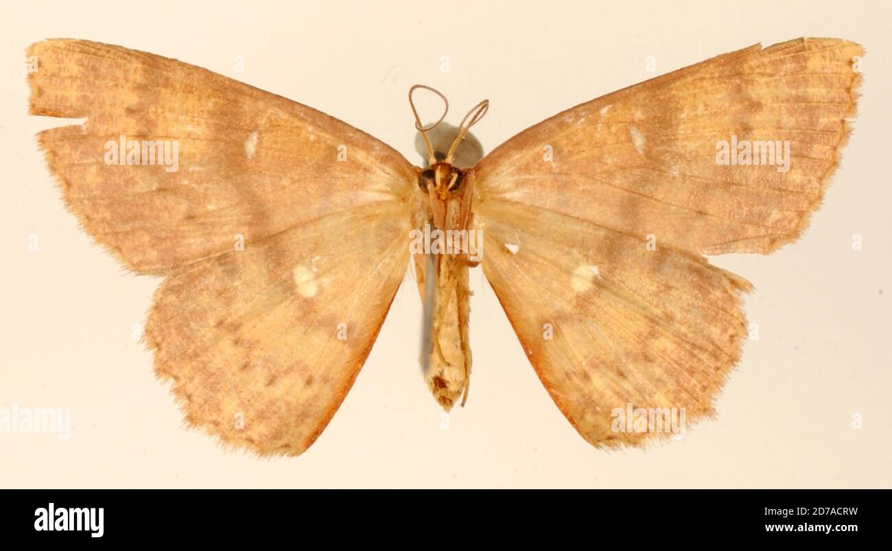 Pinned, Juan Vinas, Costa Rica, Anisodes tychius Schaus, 1912, Animalia ...