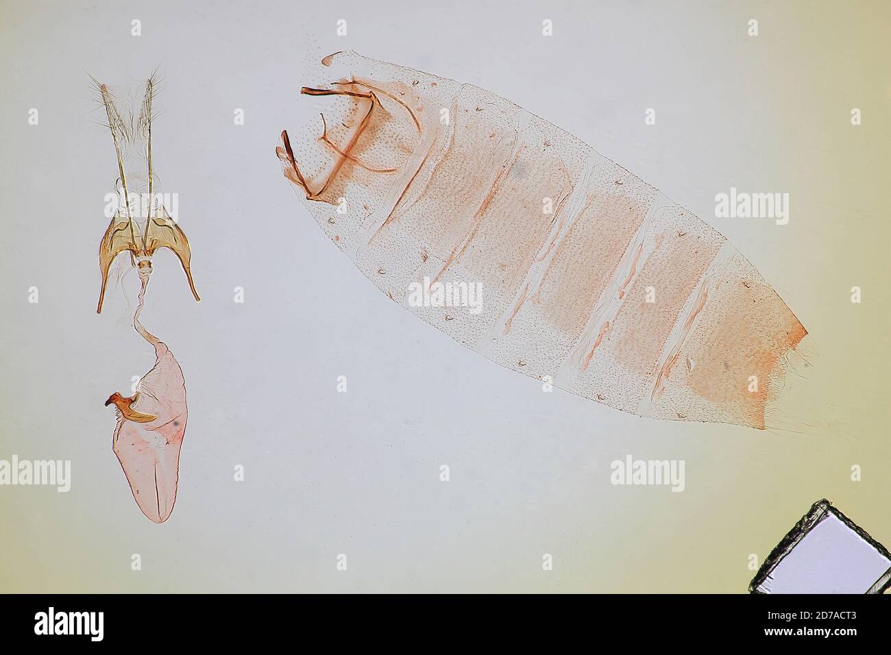 Gnorimoschema busckiella kearfott hi-res stock photography and images ...