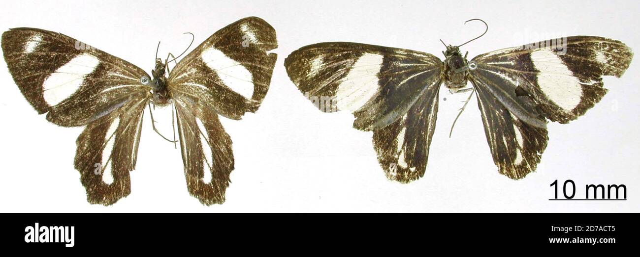 Pinned, Colombia, Bolivia, Erateina trisectistriga Dognin, 1908 ...
