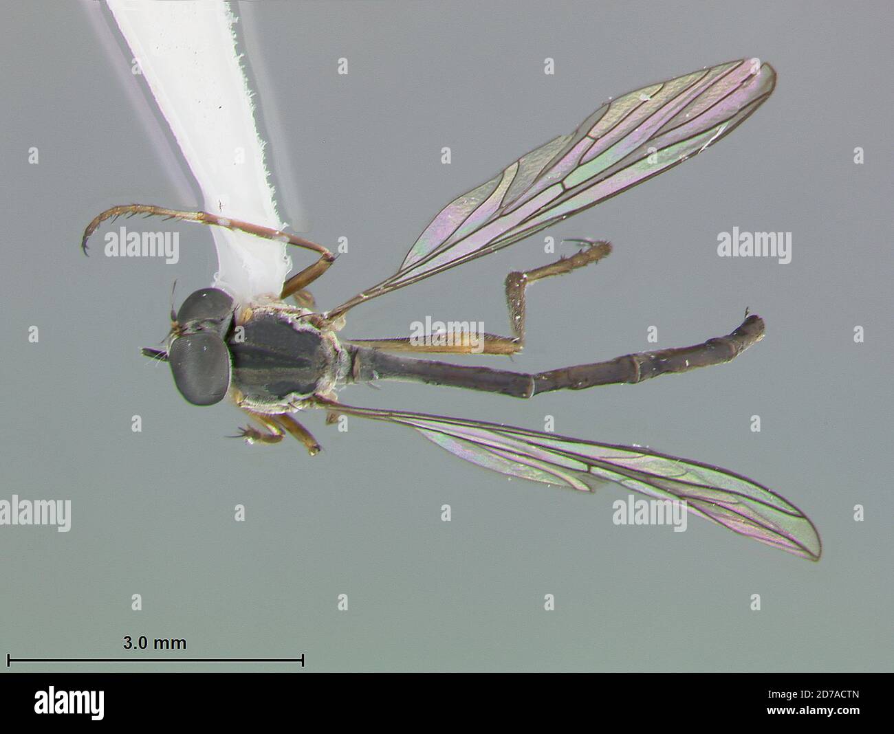 Leptogaster lineatus scarbrough hi-res stock photography and images - Alamy