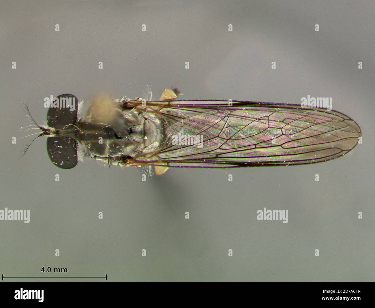 Scrub Growth, CCFL/0.8 km S. CCFL, San Salvador, Bahamas, The, Ommatius ...