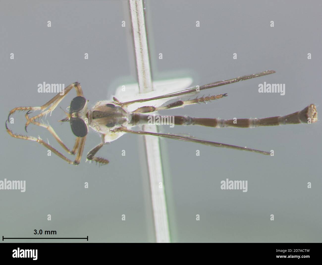 Leptogaster martini farr hi-res stock photography and images - Alamy