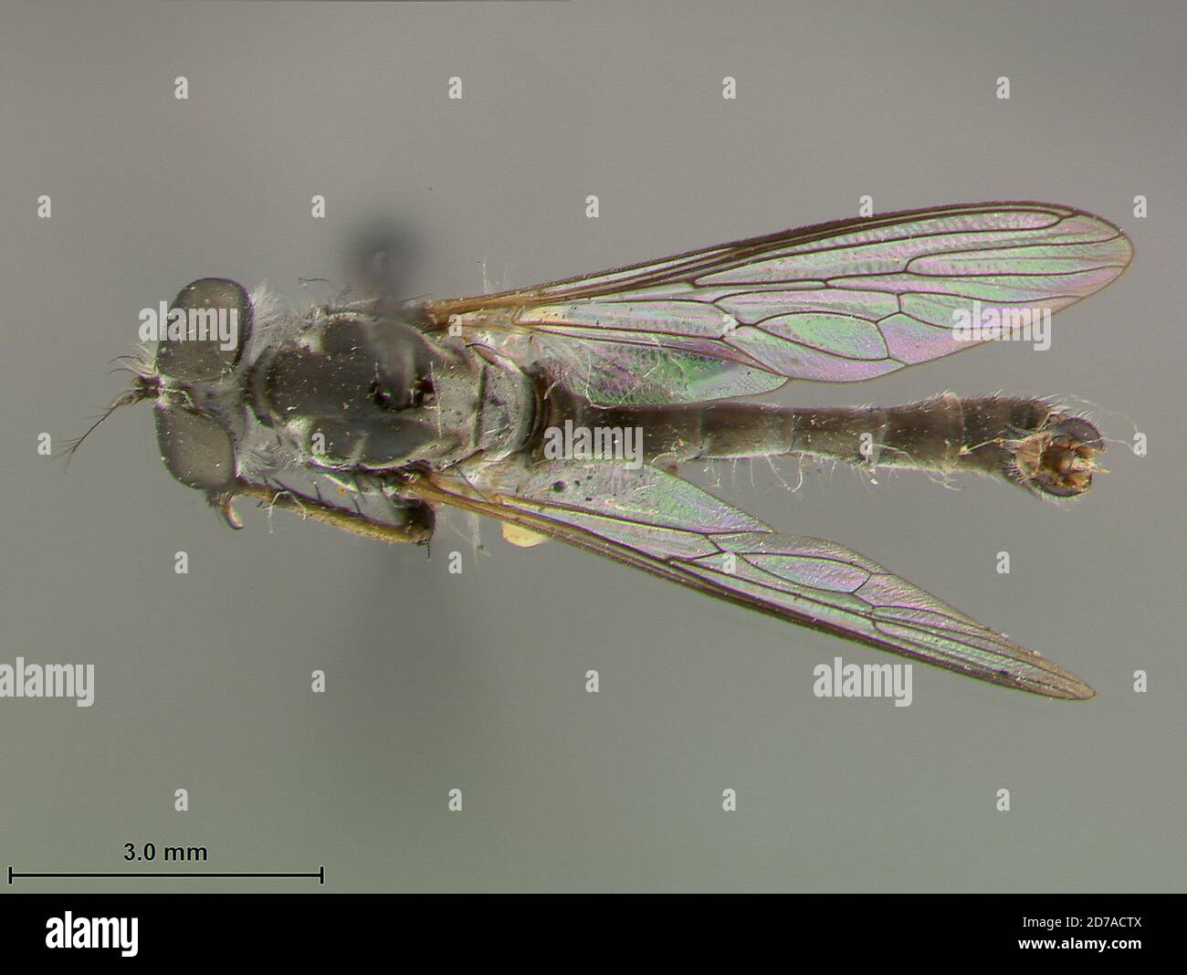 Ommatius parvulus schaeffer hi-res stock photography and images - Alamy