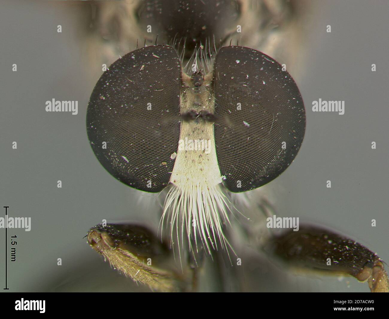 Brownsville, Cameron, Texas, United States, Ommatius texanus Bullington ...