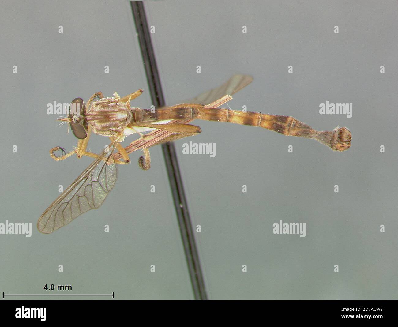 Pinned, Atascosa Mountain, Santa Cruz, Arizona, United States ...