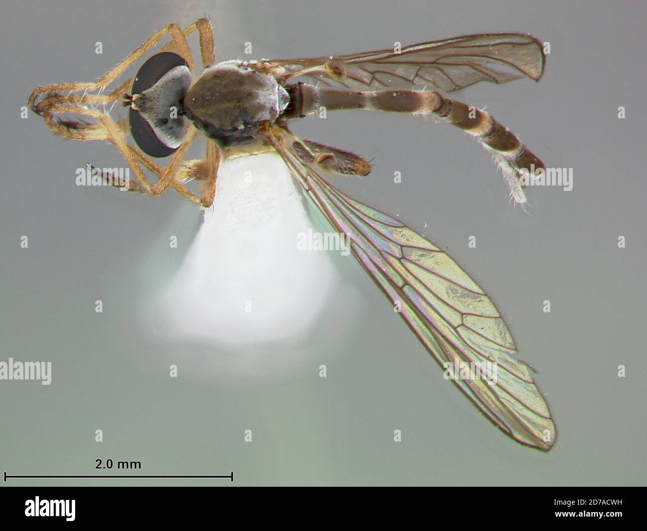 Rock Creek, District of Columbia, United States, Beameromyia vulgaris ...