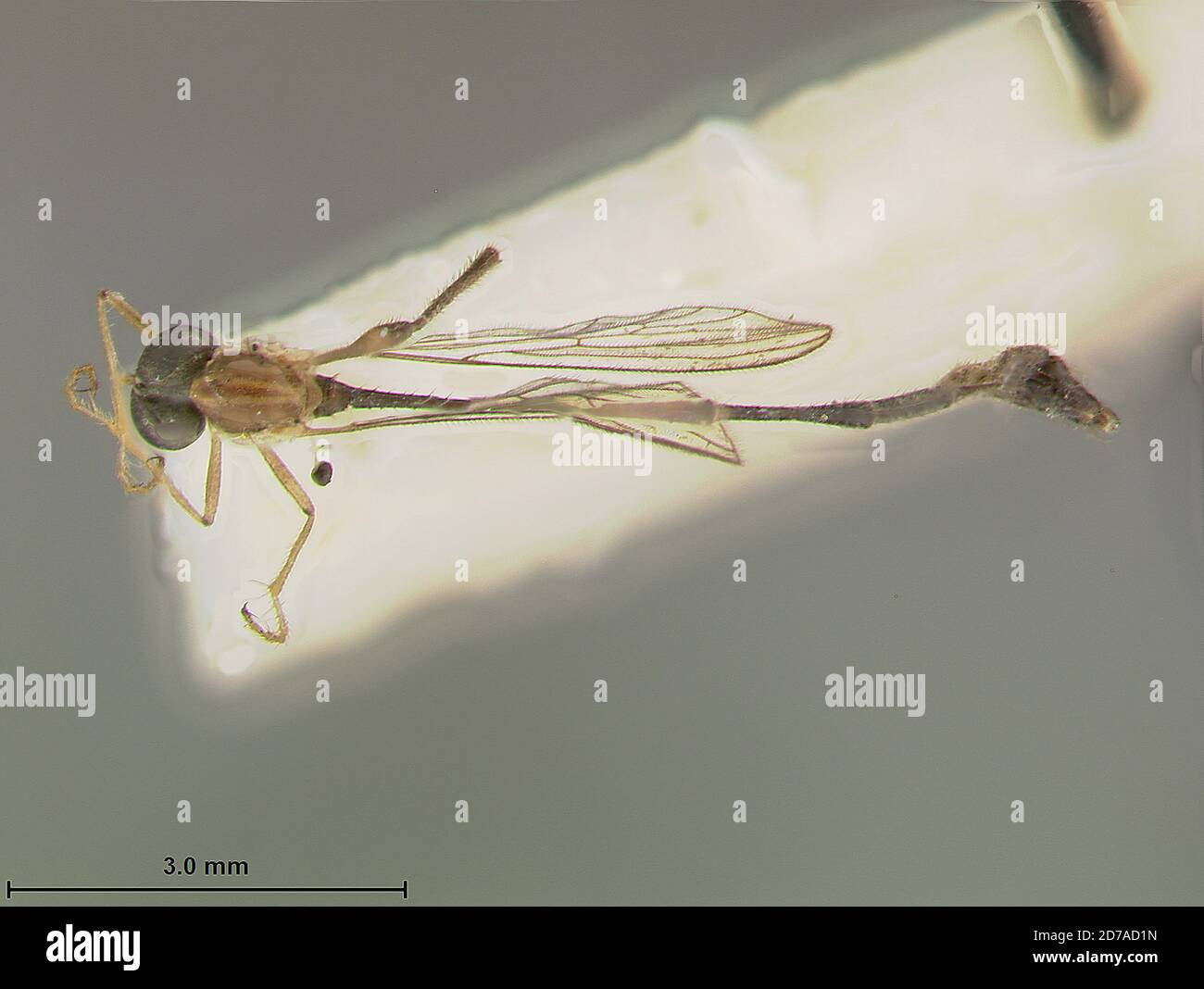 Schildia microthorax aldrich hi-res stock photography and images - Alamy