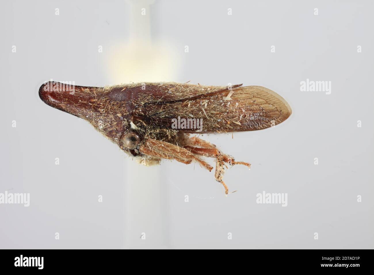 Type, Calloconophora veracruzensis Dietrich, 1991, Animalia, Arthropoda ...