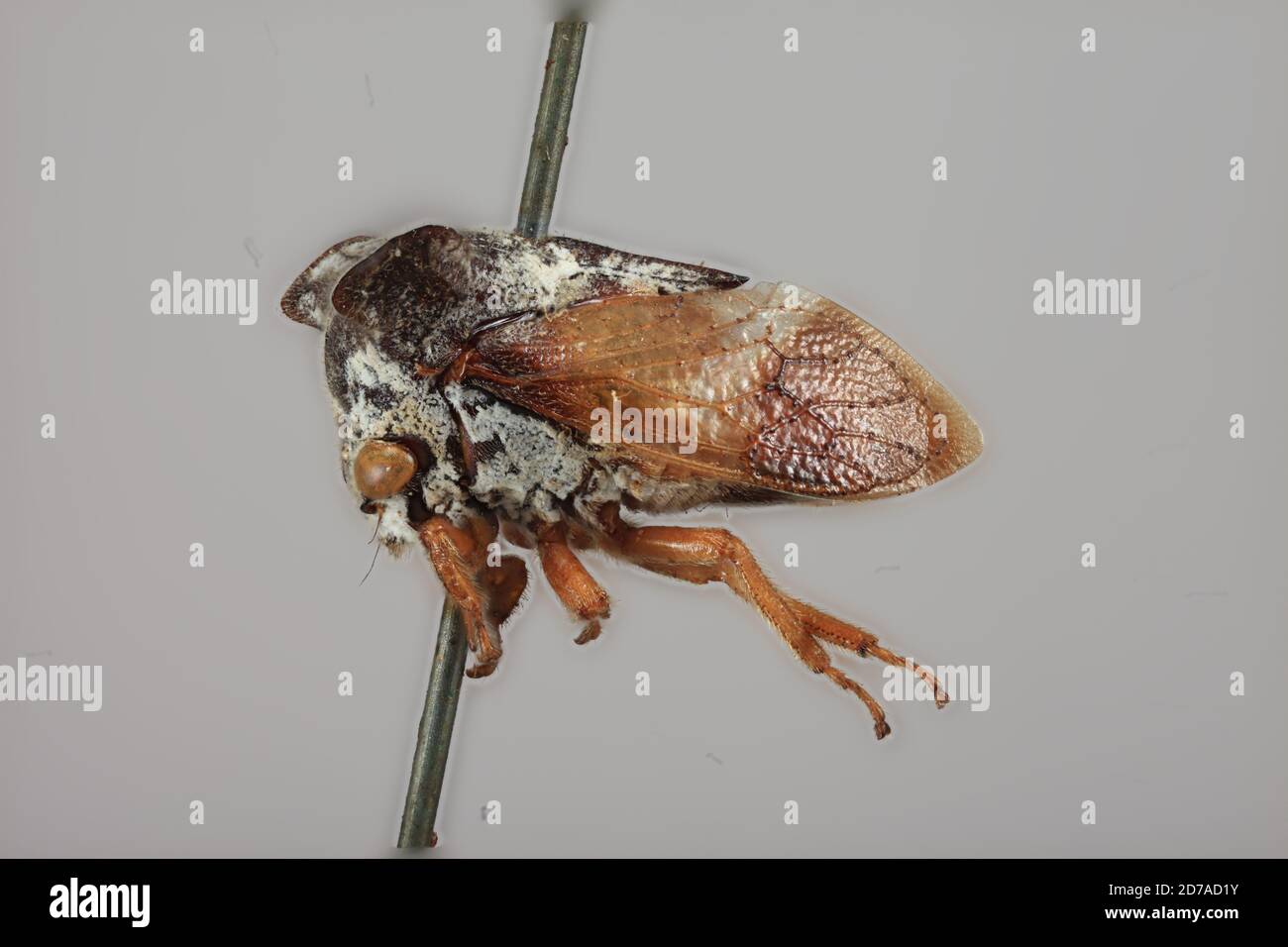 Singapore, Centruchus laticornis Funkhouser, 1918, Animalia, Arthropoda ...