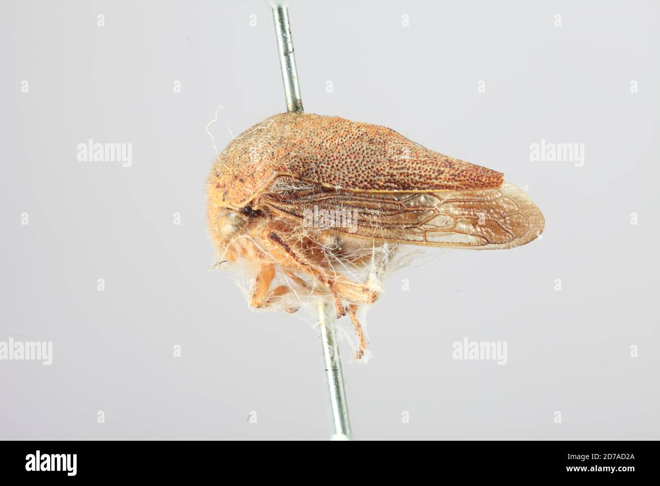 Illinois, United States, Carynota strombergi Goding, 1894, Animalia ...