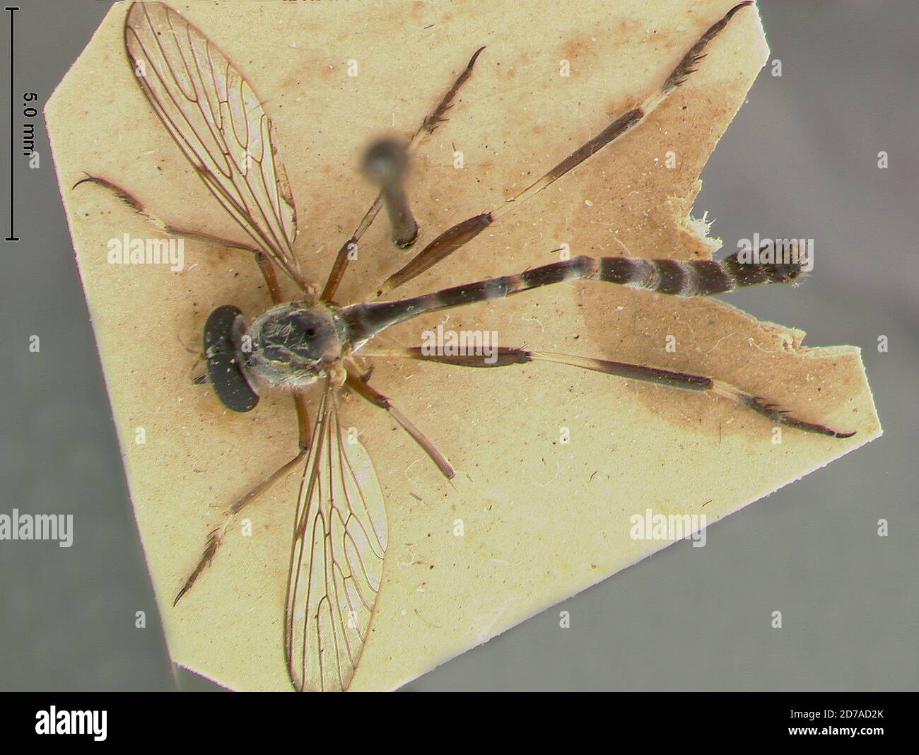 Japan, Leptogaster basilaris Coquillett, 1898, Animalia, Arthropoda, Insecta, Diptera, Asilidae ...