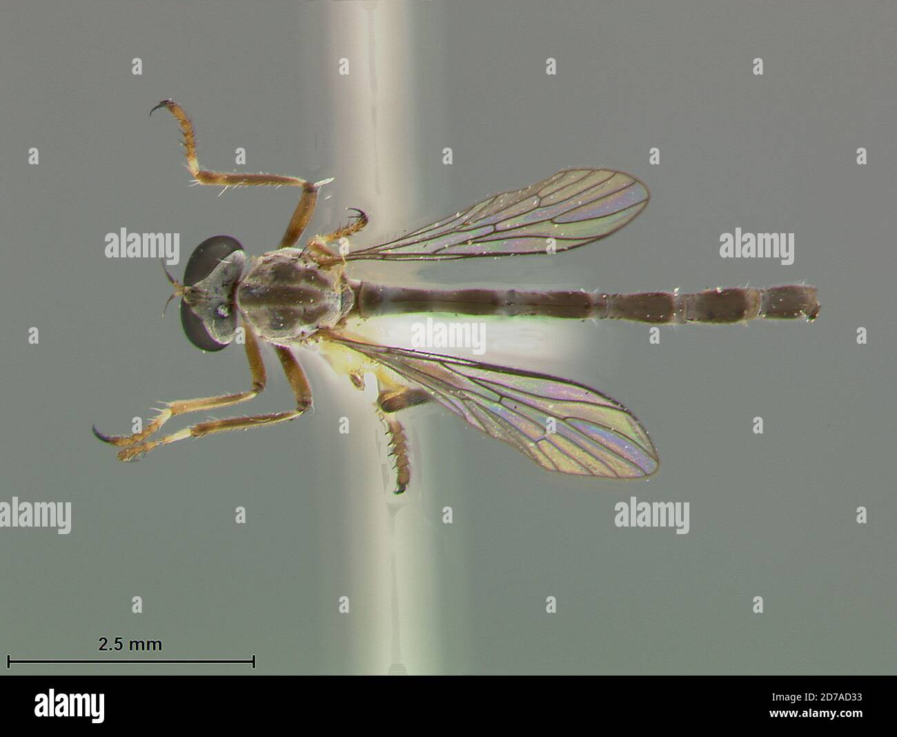 Palisadoes, Kingston, Jamaica, Beameromyia graminicola Farr, 1963 ...