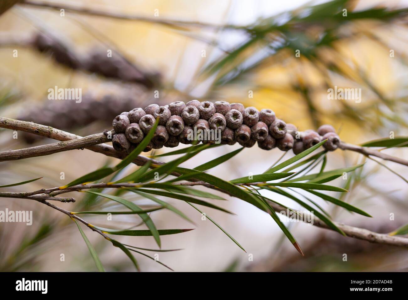 Close-up of opened seed capsules of Lemon Bottlebrush plant ...