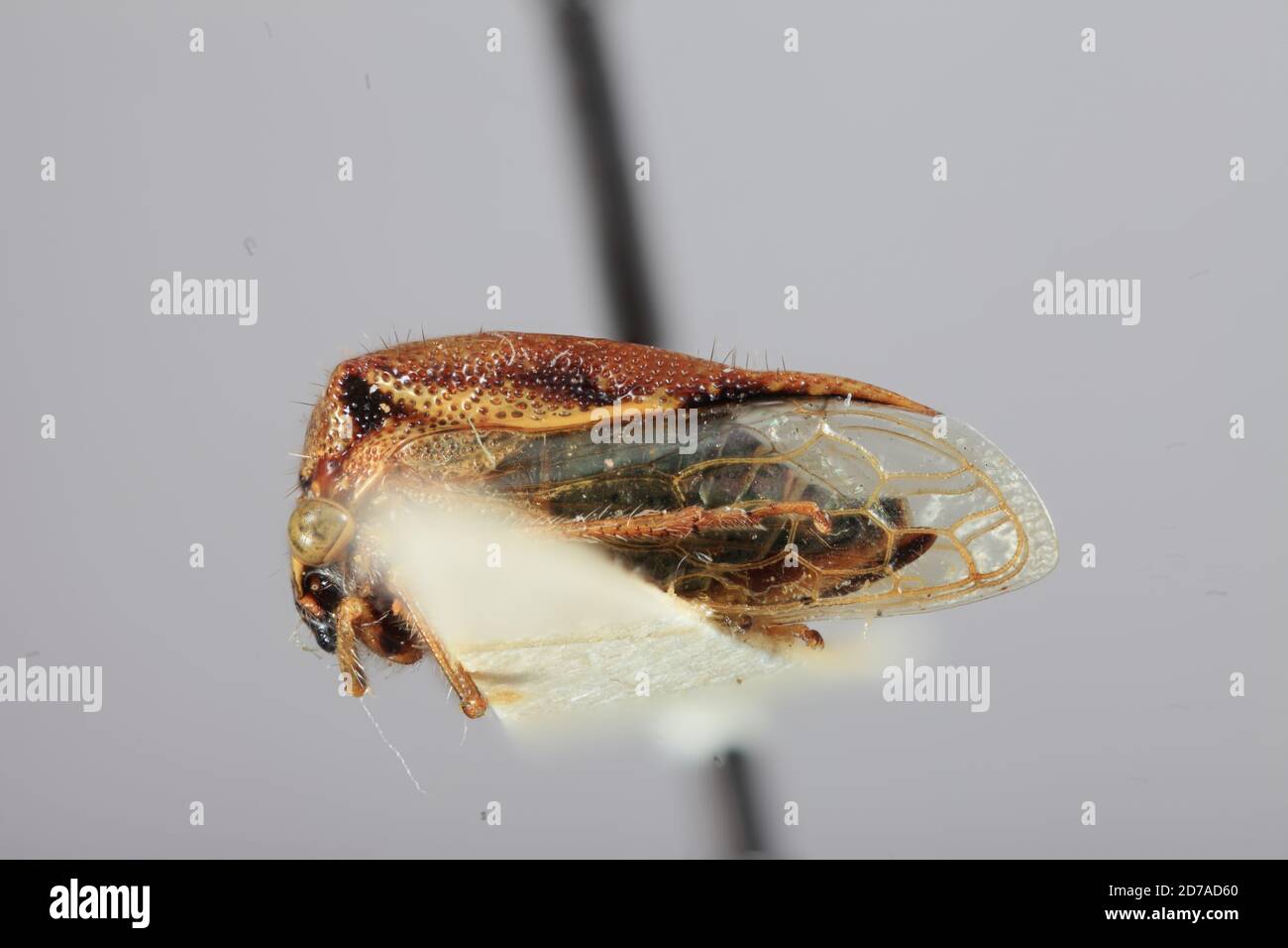 Ceresa luteimaculata funkhouser hi-res stock photography and images - Alamy