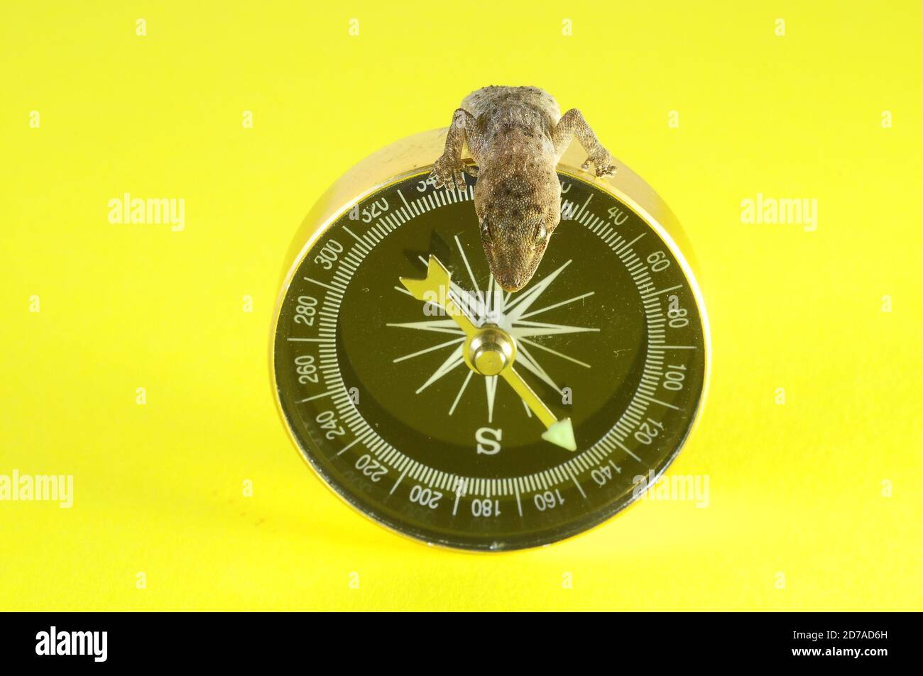 Gecko Lizard and Compass Stock Photo - Alamy