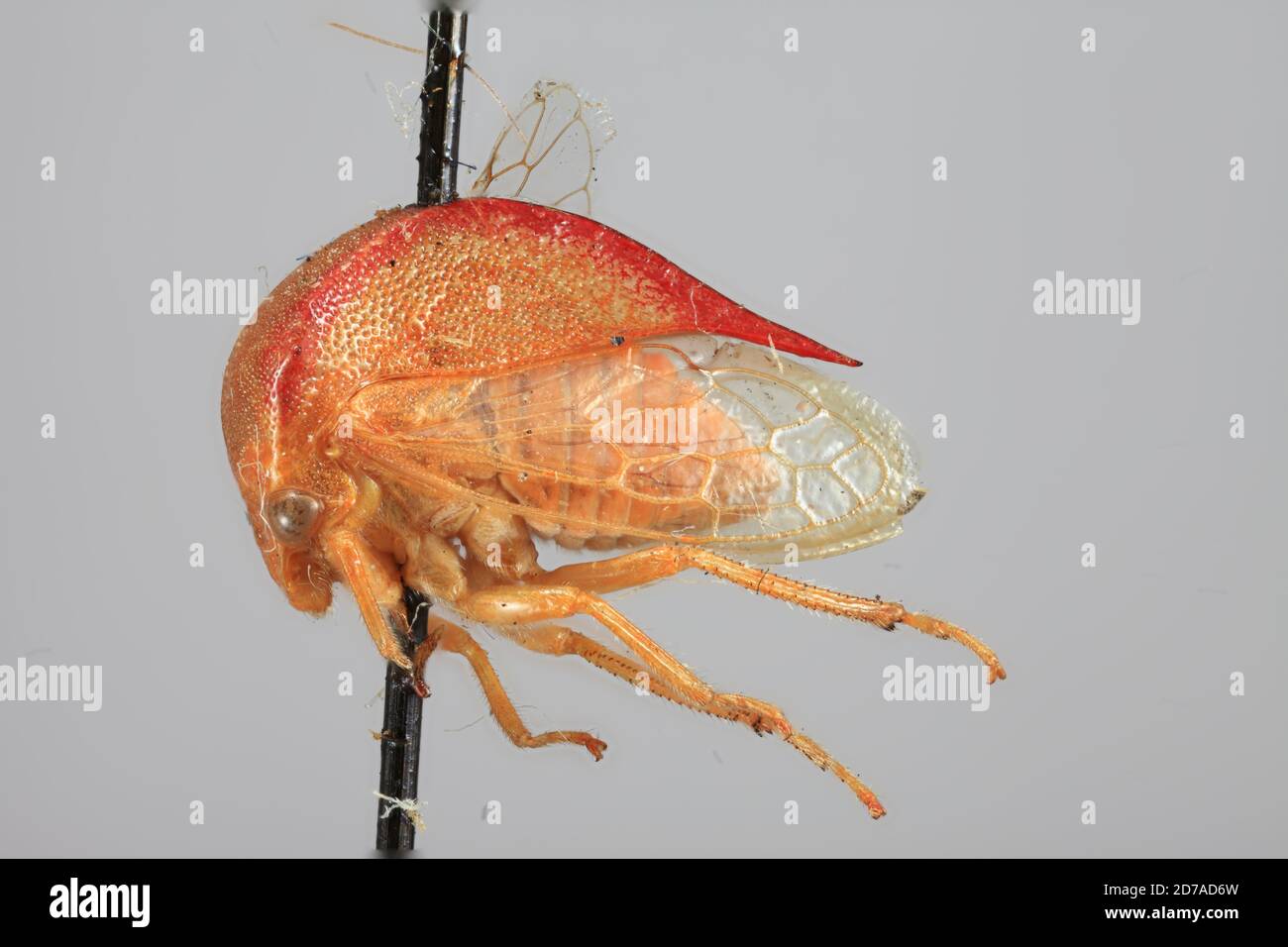 Chichi, Guat, Guatemala, Ceresa rubra Funkhouser, 1943, Animalia ...