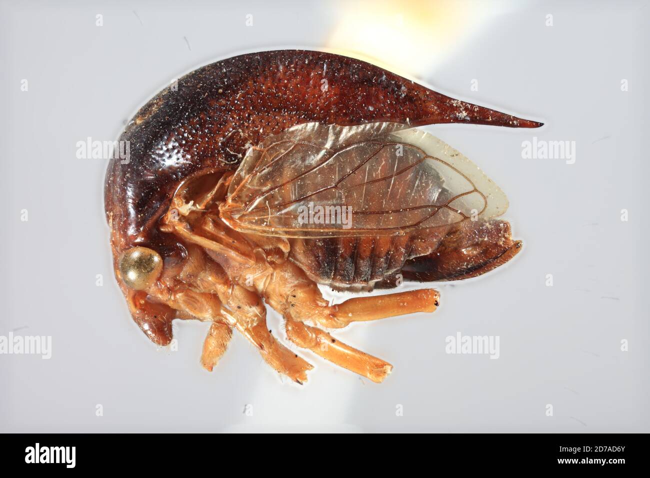 Bocas del Toro, Panama, Guabito, Panama, Ceresa nigra Goding, 1928 ...