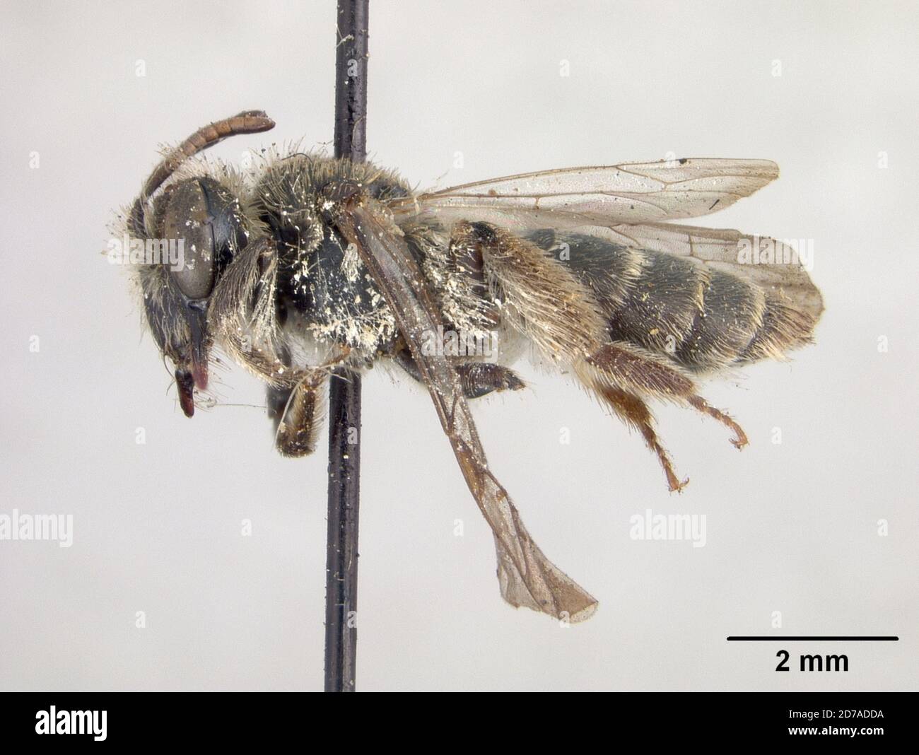 1951 animalia hi-res stock photography and images - Alamy