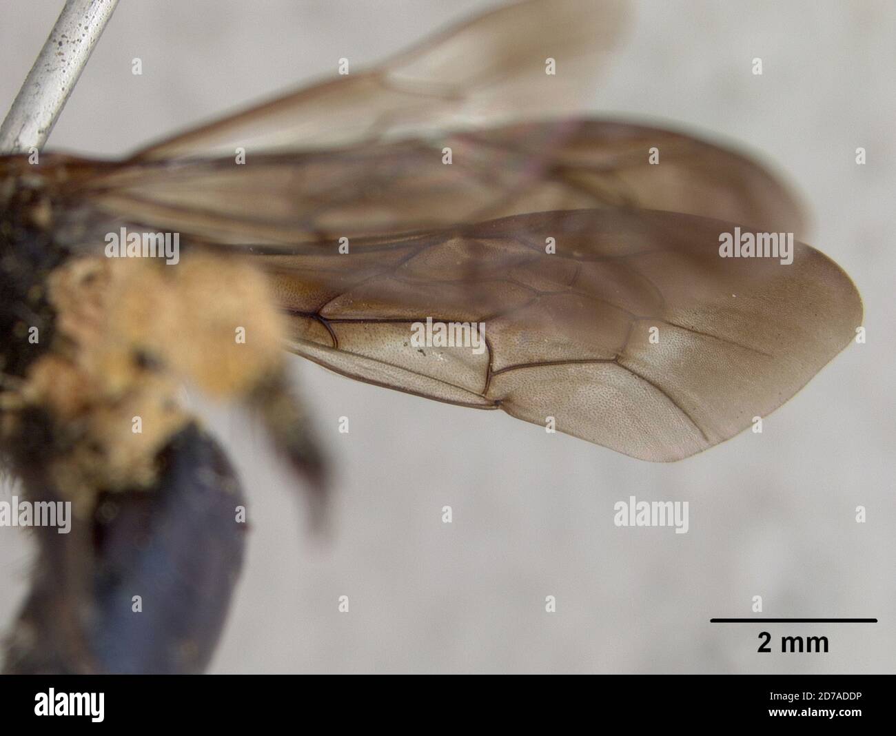 Andrena hemicyanea cockerell hi-res stock photography and images - Alamy