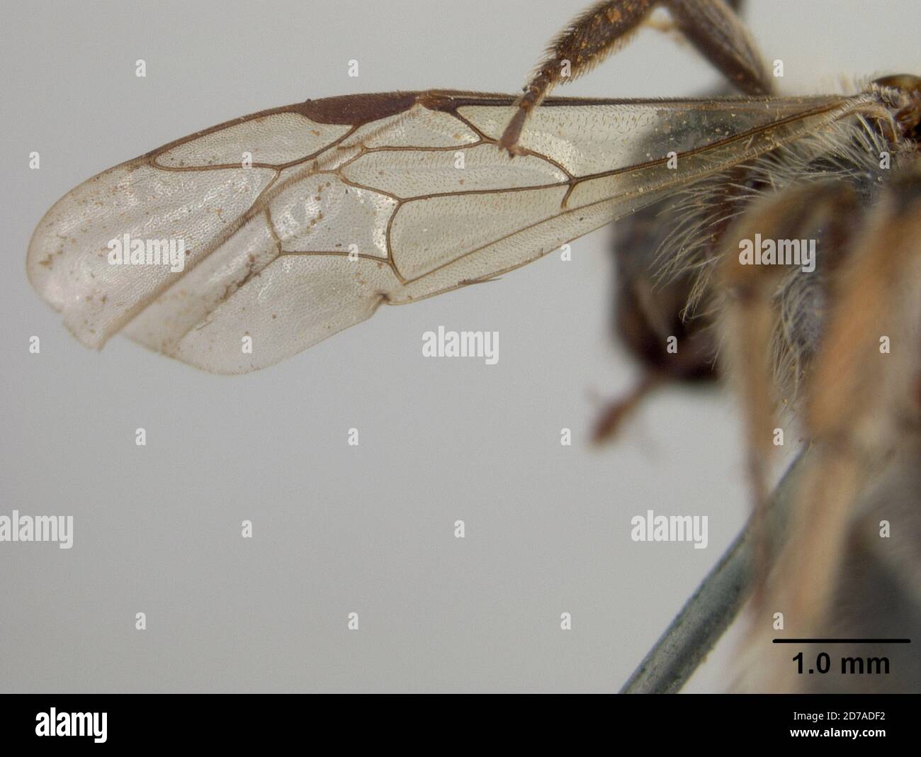 Pinned, San Geronimo, Marin, California, United States, Andrena ...