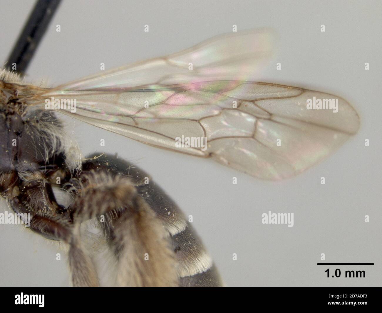 1951 animalia hi-res stock photography and images - Alamy