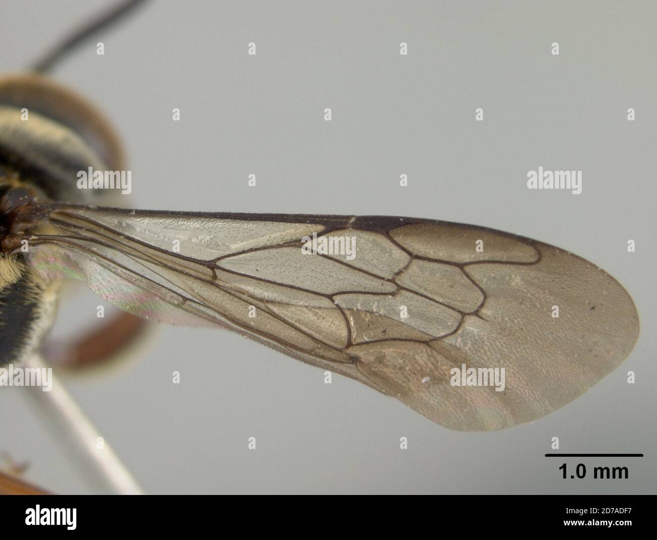 Coelioxys bakeri cockerell hi-res stock photography and images - Alamy