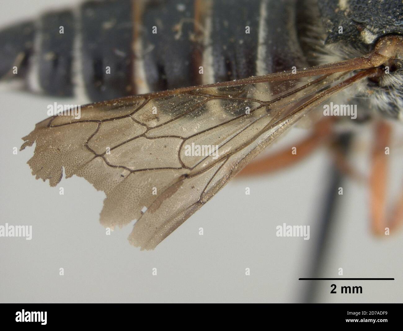 Pinned, Victoria, Tex, Texas, United States, Coelioxys asteris Crawford ...