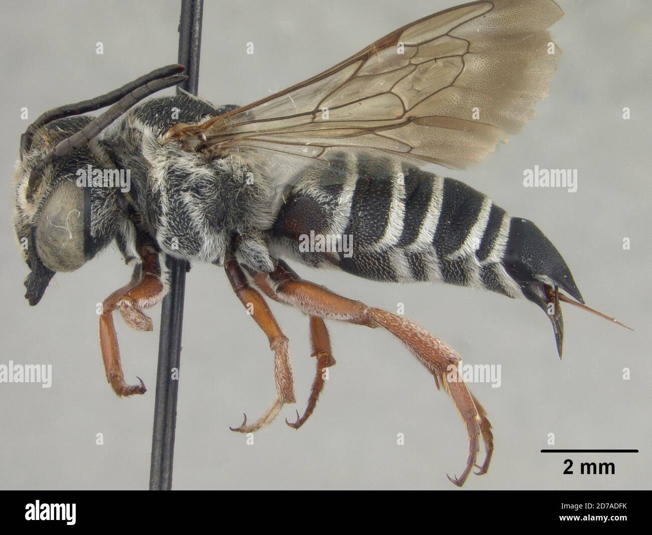 Wake, North Carolina, United States, Coelioxys atlantica Mitchell, 1962 ...