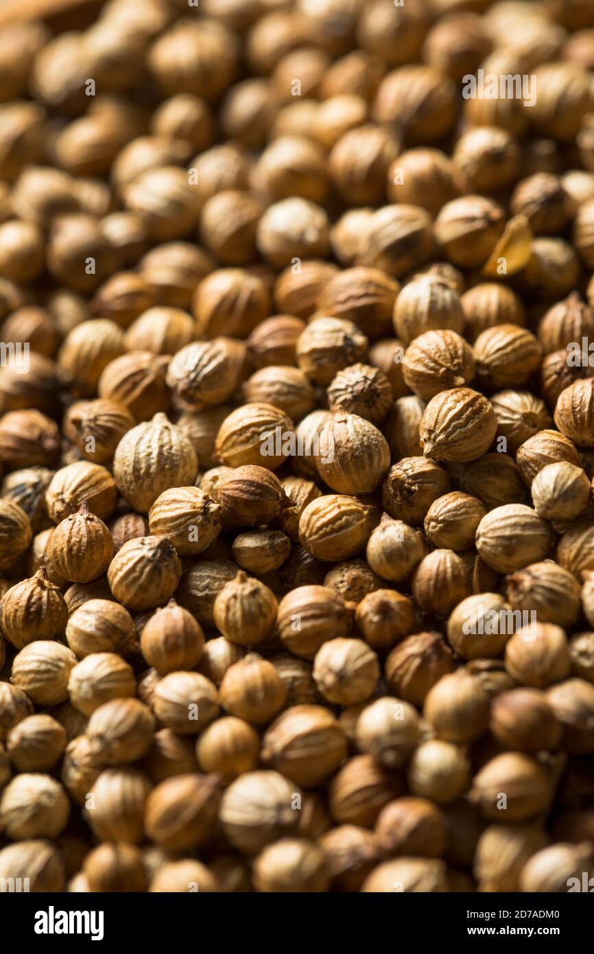 Raw Organic Coriander Seeds in a Bowl Stock Photo - Alamy