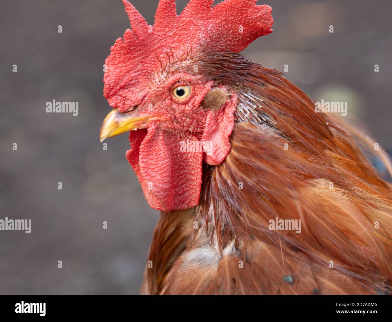 Chicken comb hi-res stock photography and images - Alamy