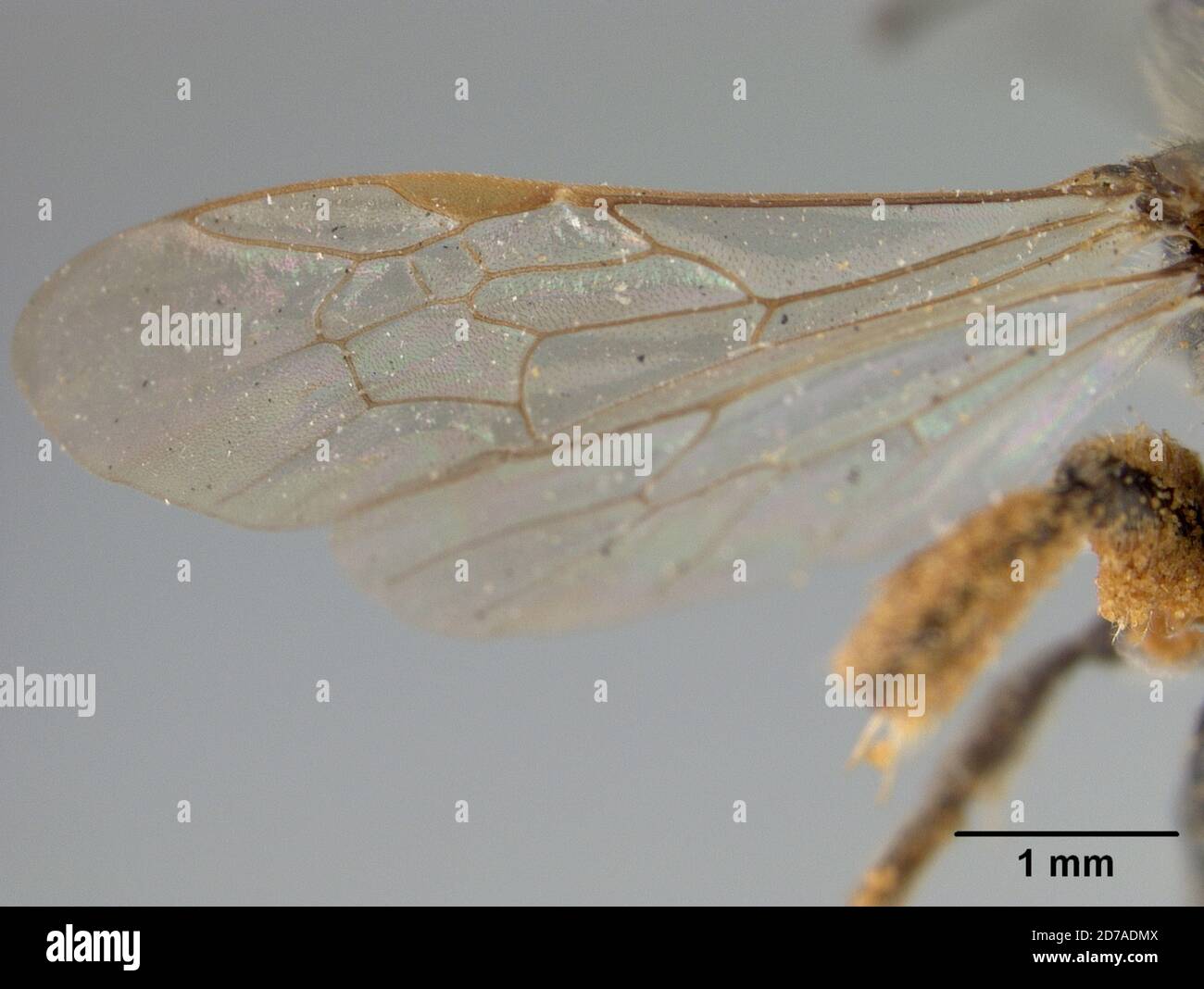 Micrandrena pacifica ashmead hi-res stock photography and images - Alamy