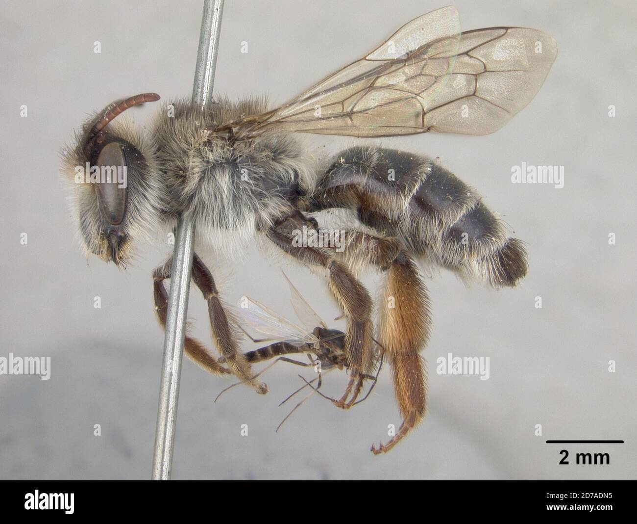 Pinned, Porto sancto, Funchal, Portugal, Andrena portosanctana ...