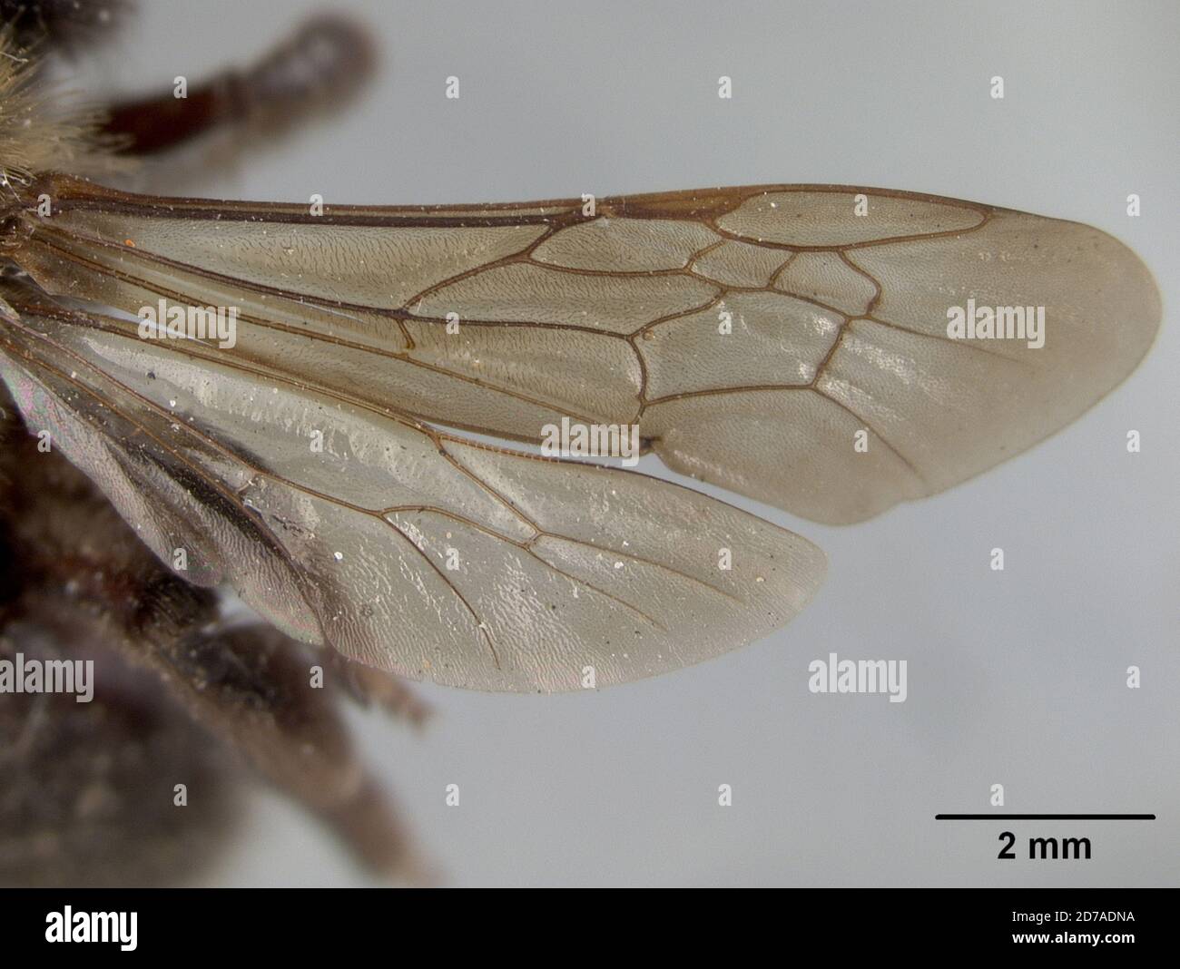 Pinned, Olympia, Thurston, Washington, United States, Andrena pluvialis ...