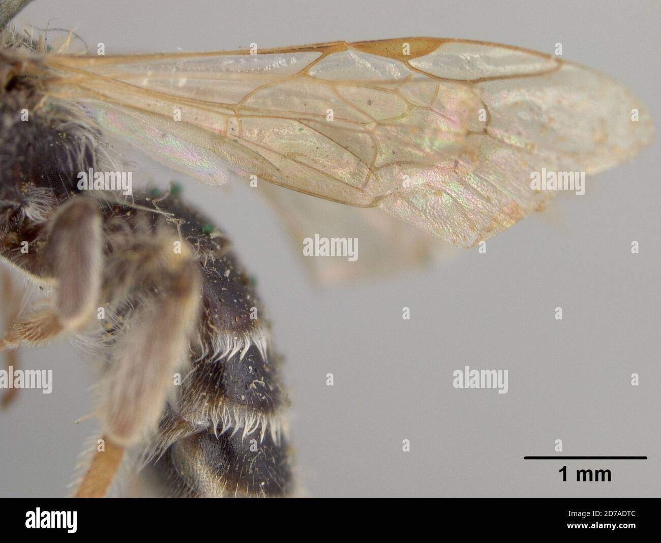 Las Cruces, Dona Ana, New Mexico, United States, Andrena salicinella ...