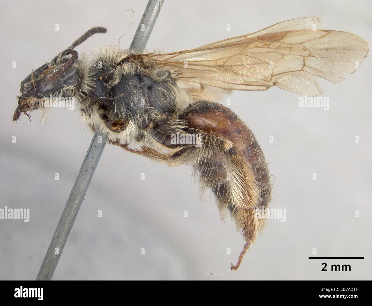 Andrena rhodura cockerell hi-res stock photography and images - Alamy